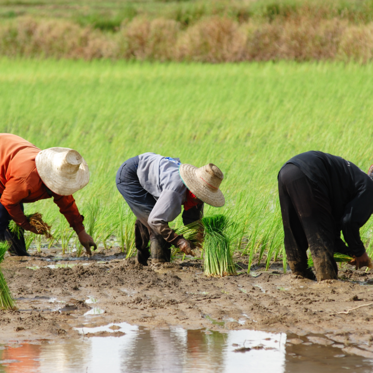 The Mental Health Benefits of Care Farming - Rural Mental Wellness Toolkit